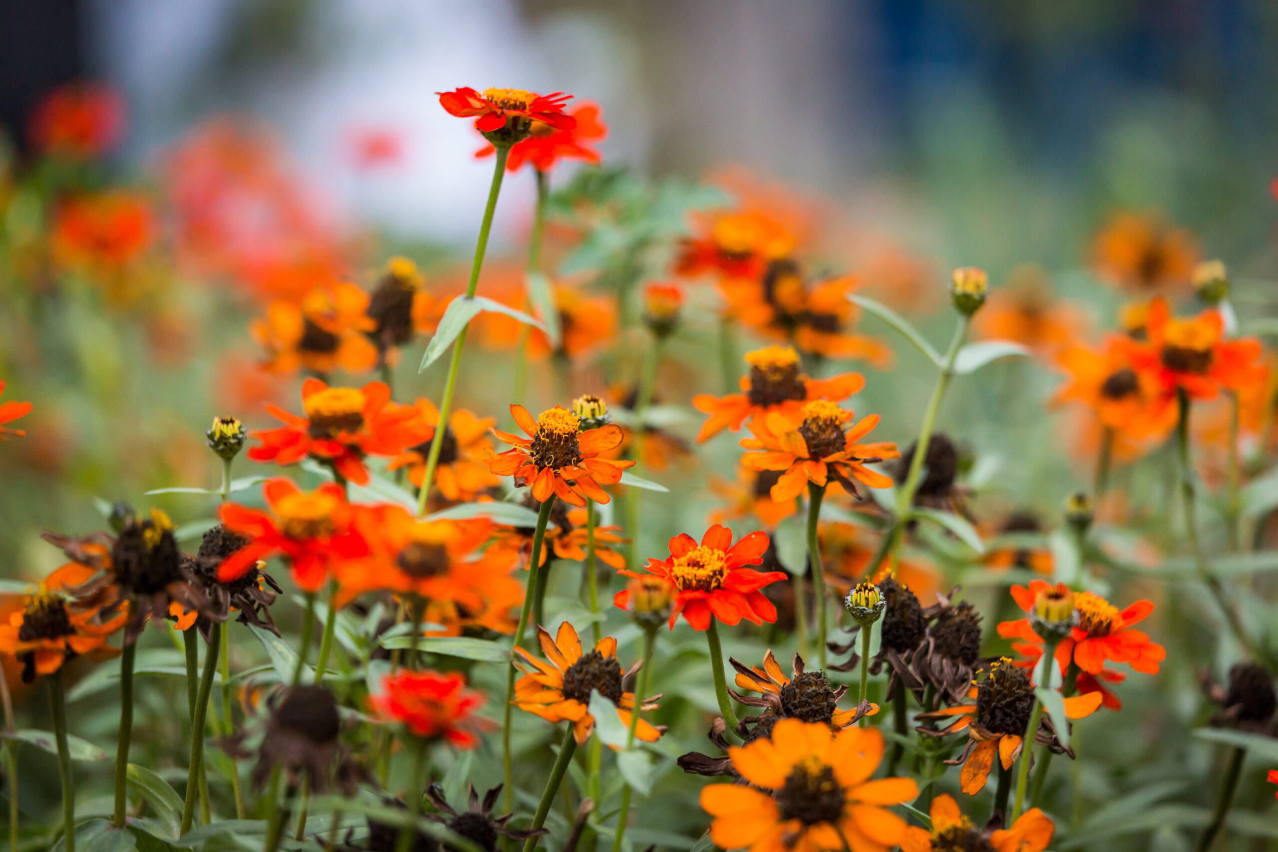 Last-Minute February Getaways at Dawn Ranch - Dawn Ranch - Guerneville California Resort Hotel ...