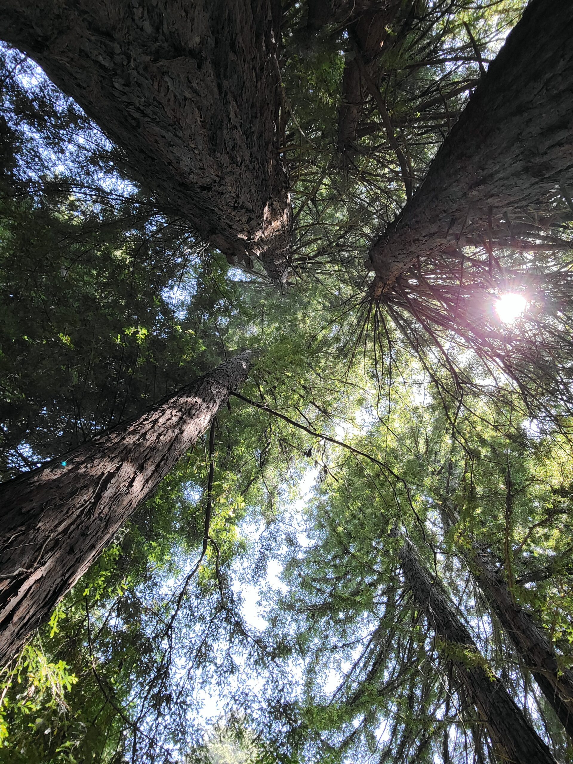 Exploring the Russian River Valley: Top Activities Near Dawn Ranch ...